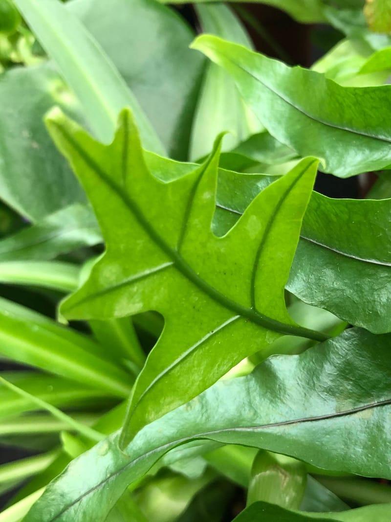 Microsorum Care Guide (Indoor Ferns)