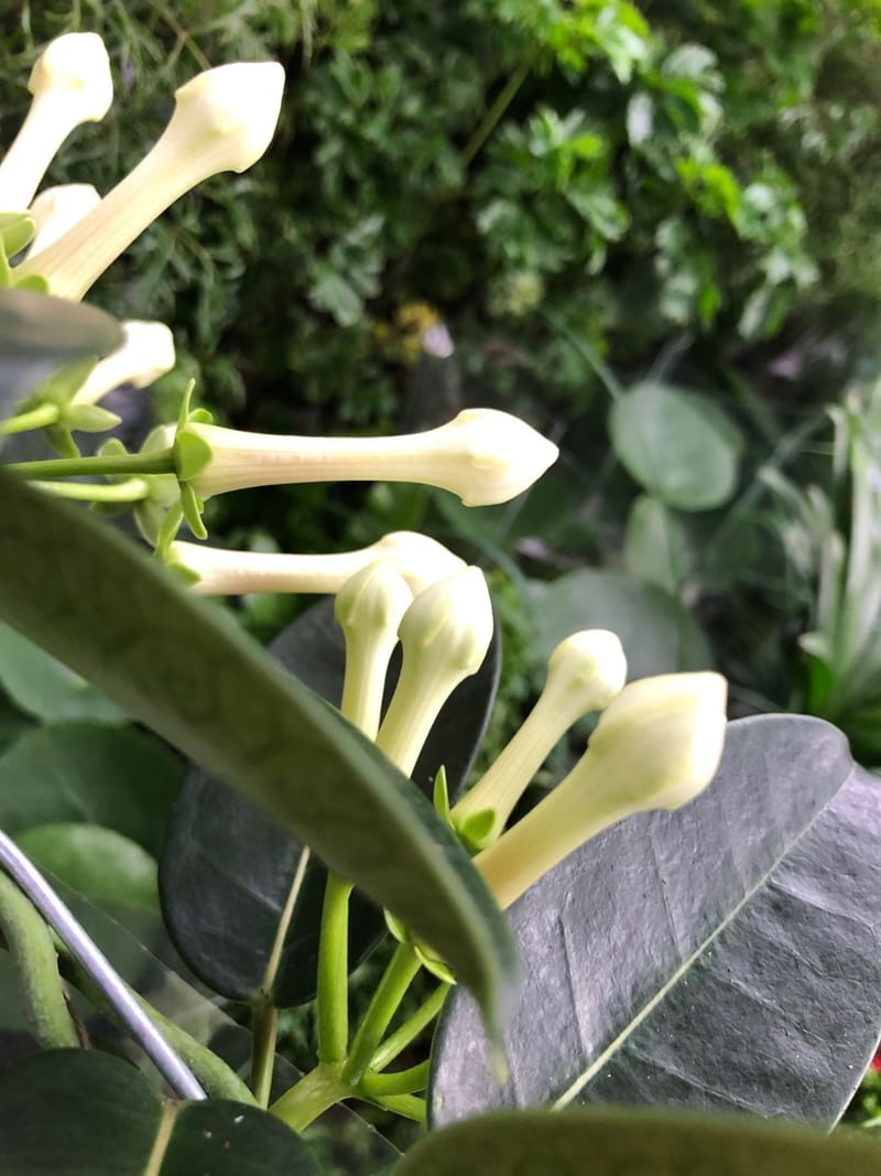 How to Grow Healthy Stephanotis!