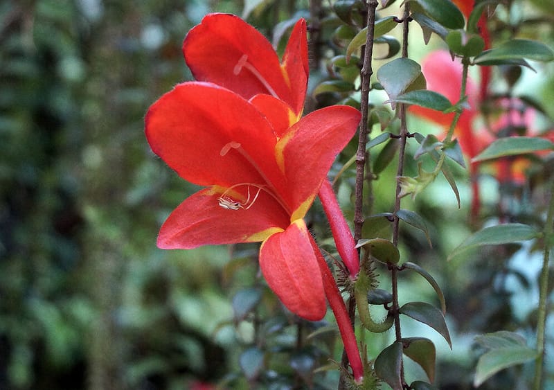 An ULTIMATE Guide to Columnea (Goldfish Plants)