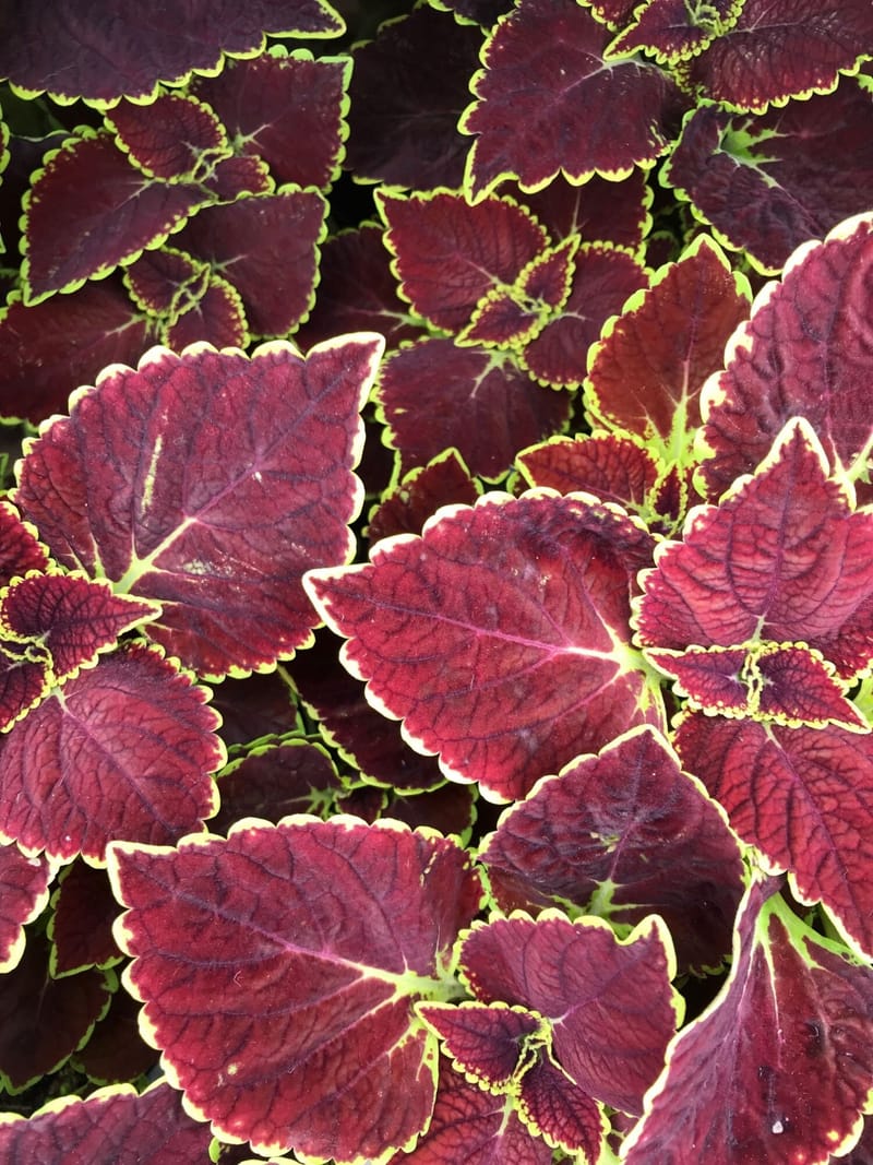 The ULTIMATE Guide for Growing Indoor Coleus (Plectranthus)