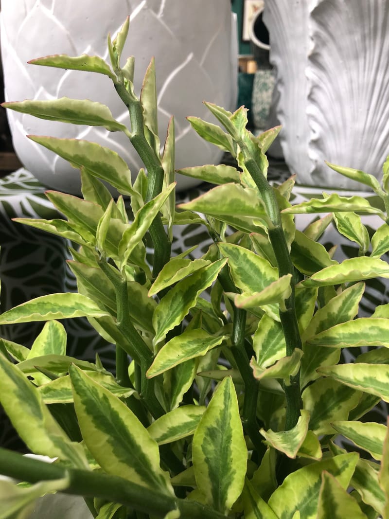 The ULTIMATE Guide for Devil's Backbone