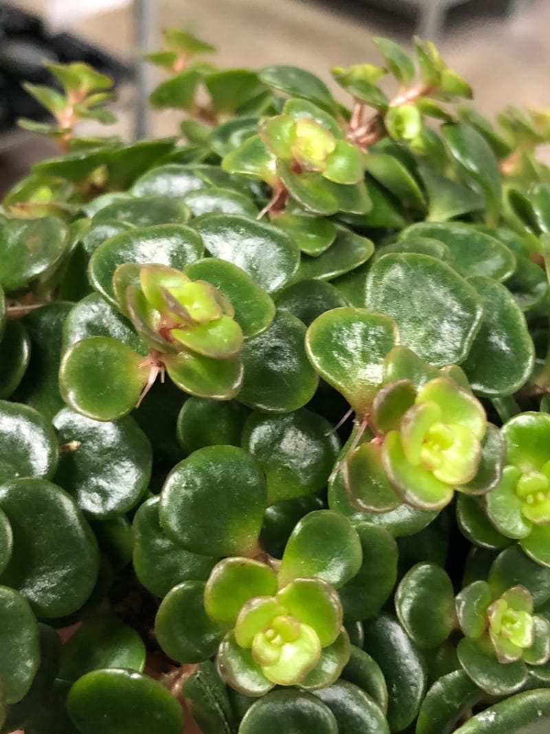 The ULTIMATE Guide for Indoor Crassula!