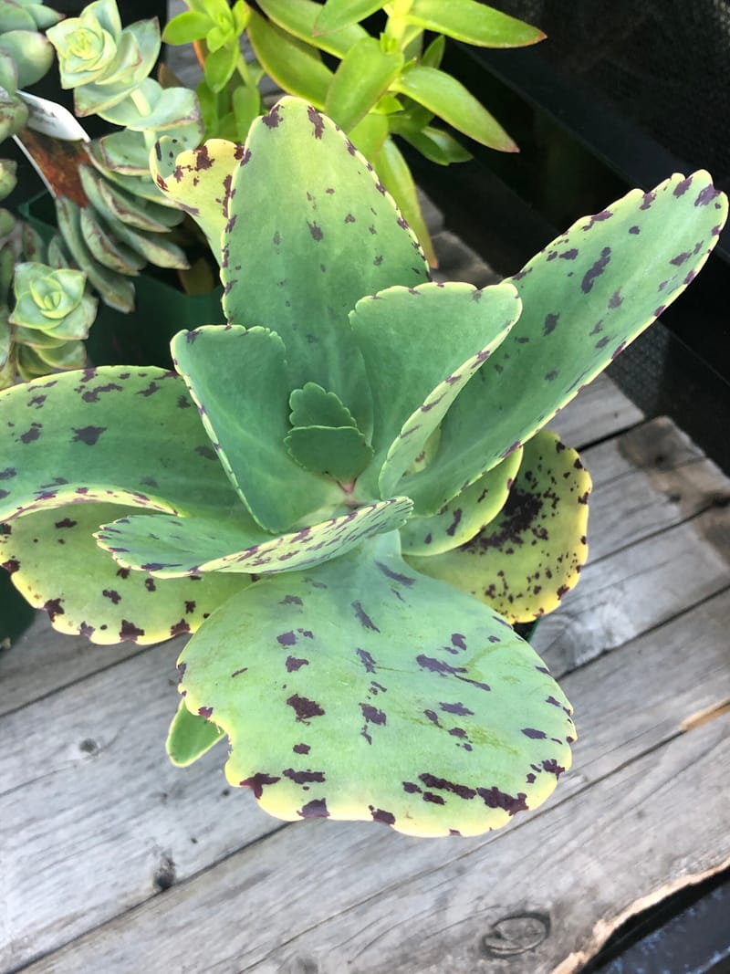 Our TOP TIPS for Growing Kalanchoe Succulents!