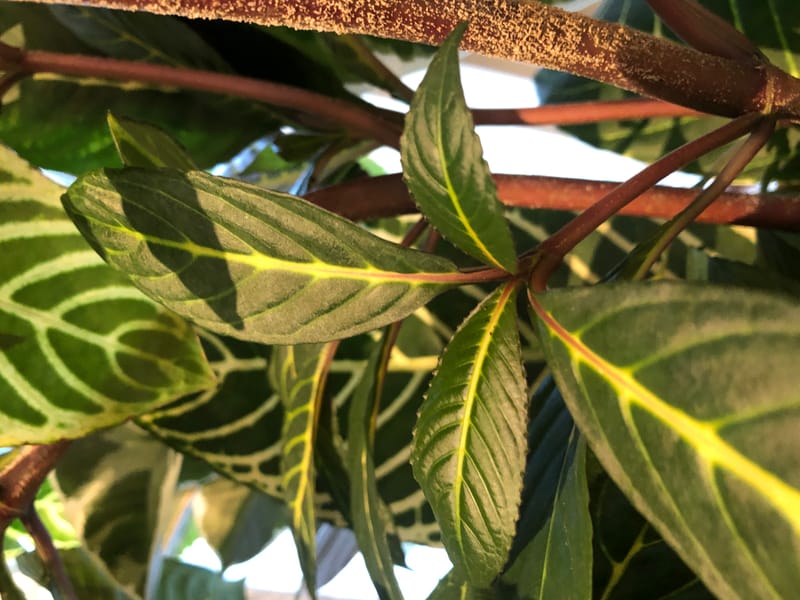 The ULTIMATE Care-Guide for Sanchezia Speciosa!