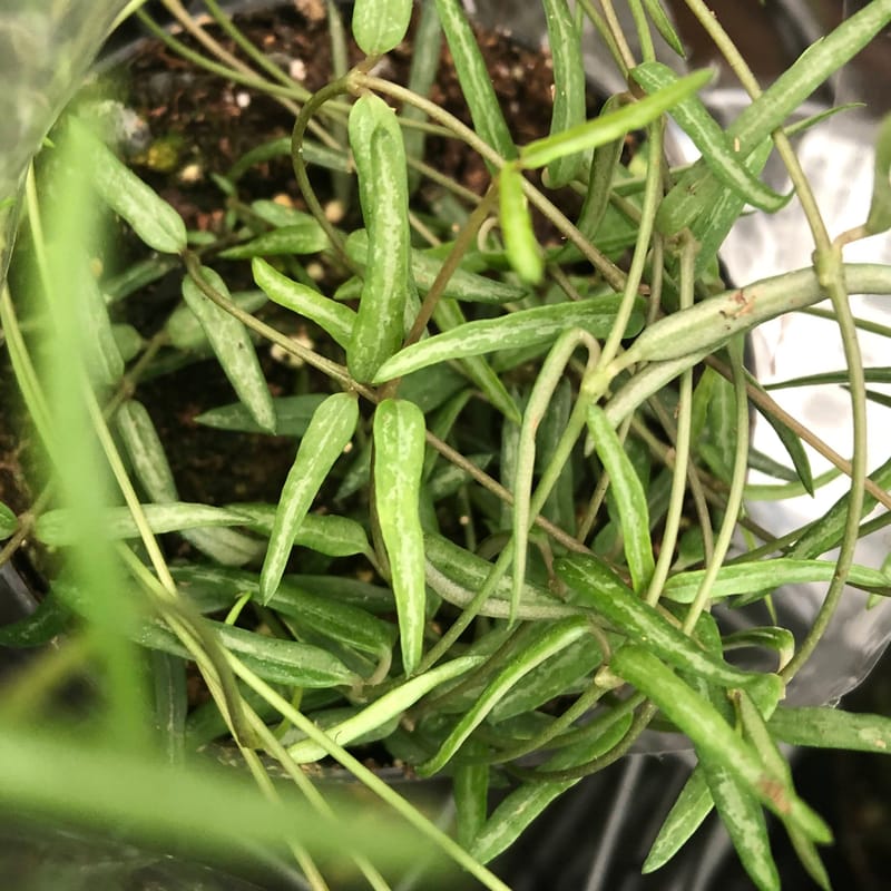 Growing Healthy String of Needles! (Ceropegia Linearis)
