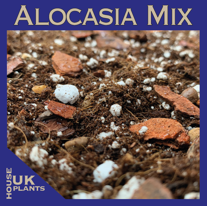 Plant-Specific Mixes for Keen Growers - ukhouseplants