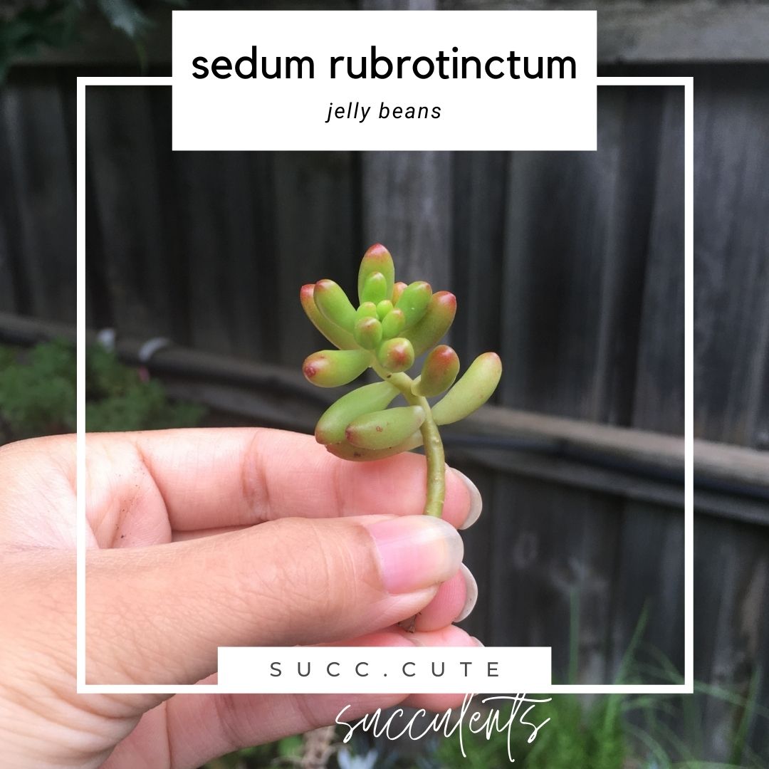 Succ.cute: Home to all plant lovers