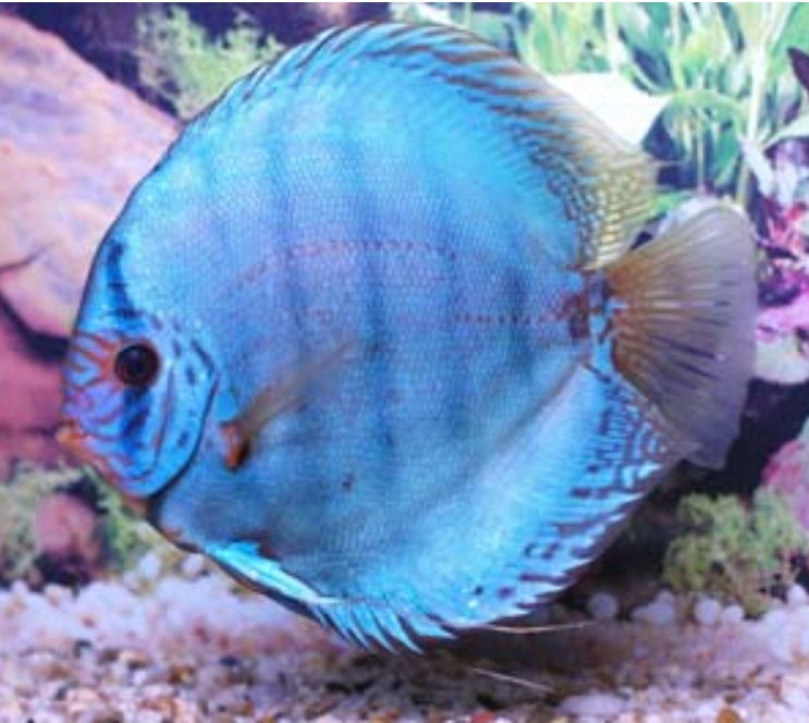 Clifton discus. Discus fish for sale uk. Stendker discus