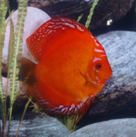 Clifton discus. Discus fish for sale uk. Stendker discus