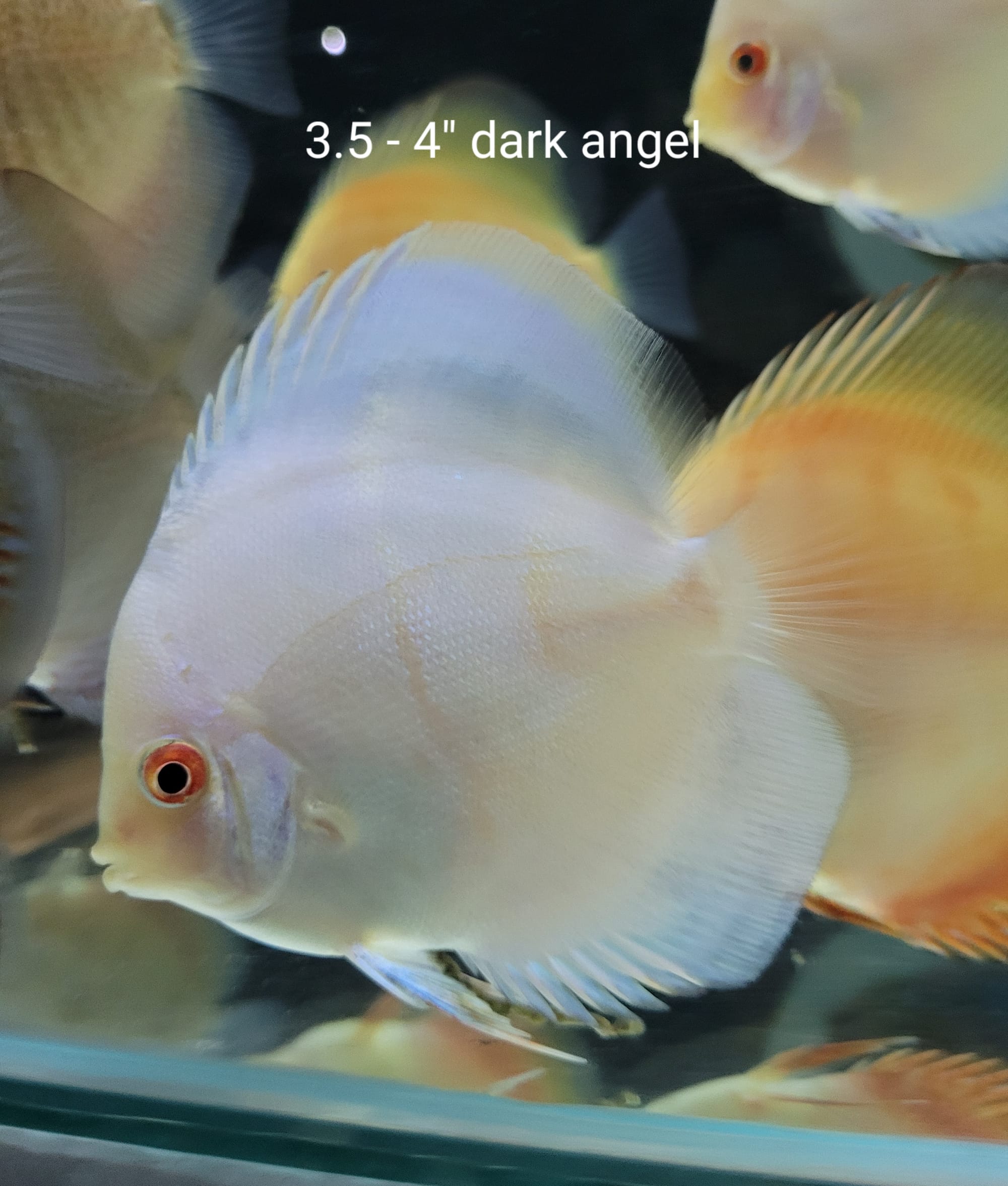 Clifton discus. Discus fish for sale uk. Stendker discus