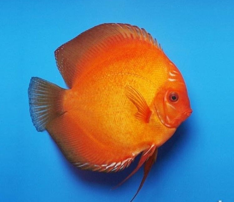 Clifton discus. Discus fish for sale uk. Stendker discus