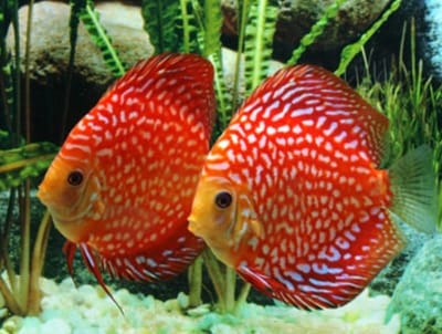 Clifton discus. Discus fish for sale uk. Stendker discus