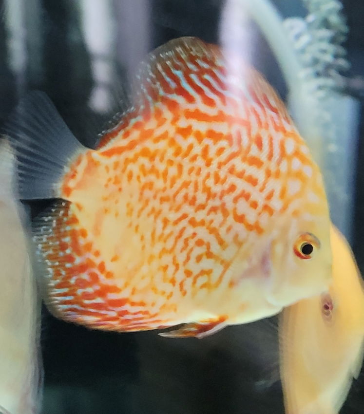 Discus fish sales discus for sale clifton discus stendker discus