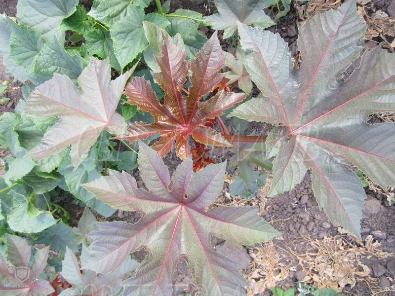 Рицина♥ Гібсона - Світ томатів