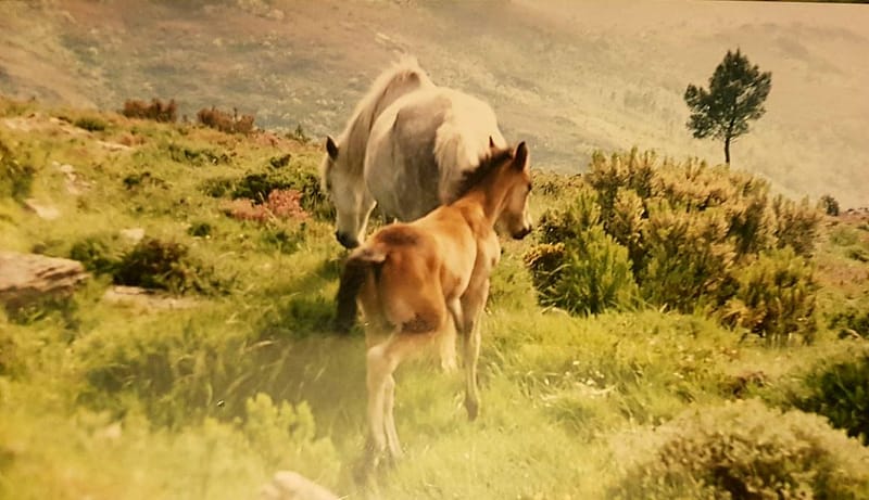 Sobre os cabalos do monte, as rapas, o lobo e o beneficio mutuo ...
