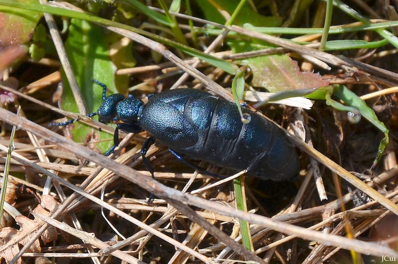 Meloe violaceus - Biodiversidade do Deza