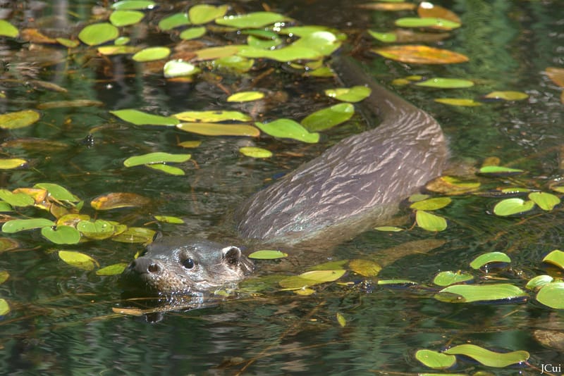 Lutra lutra - Biodiversidade do Deza