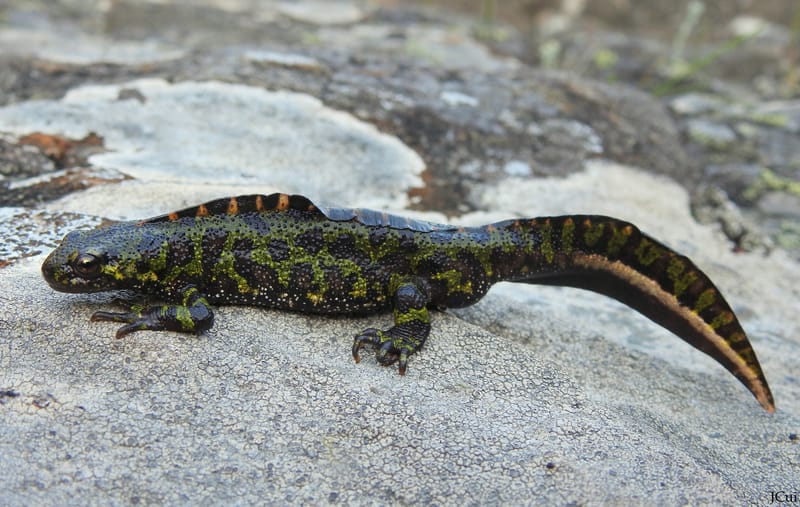 Triturus marmoratus - Biodiversidade do Deza