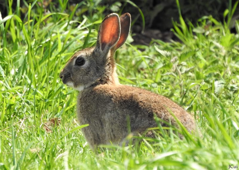 Oryctolagus cuniculus - Biodiversidade do Deza