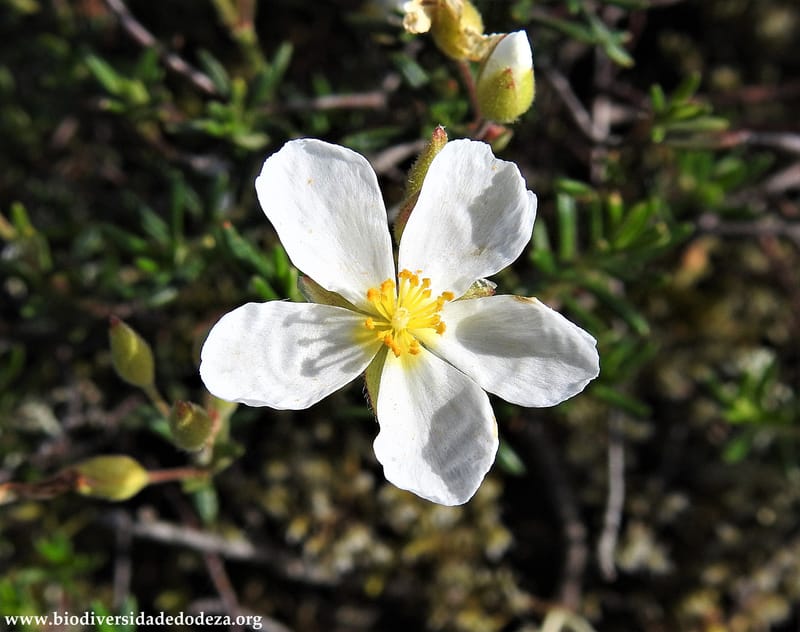 Halimium umbellatum - Biodiversidade do Deza