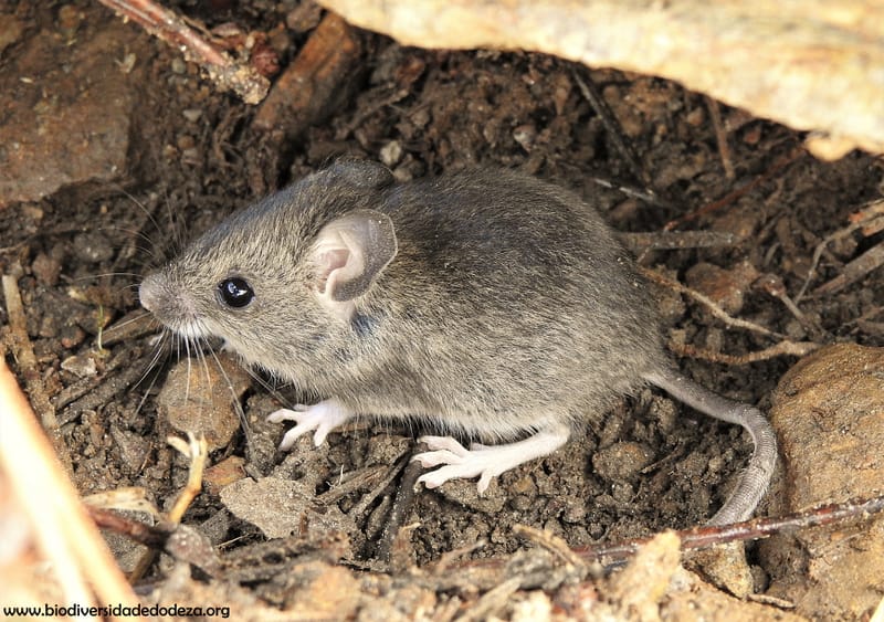 Apodemus sylvaticus - Biodiversidade do Deza