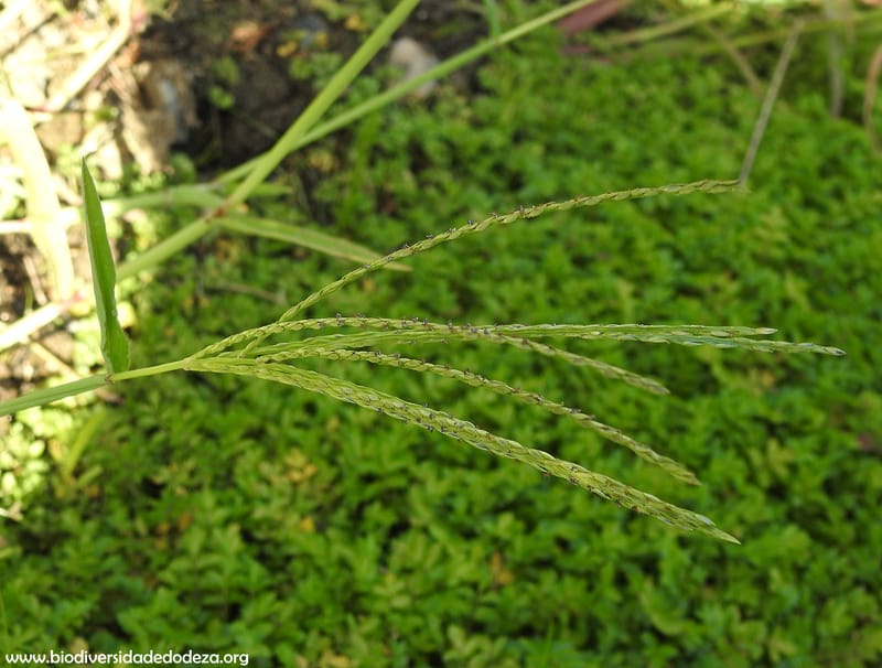 Digitaria sanguinalis - Biodiversidade do Deza