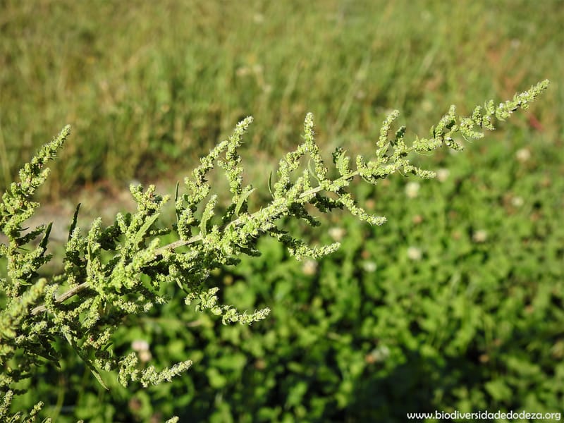 Dysphania ambrosioides - Biodiversidade do Deza