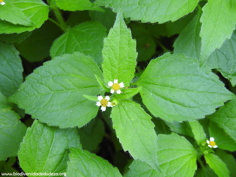 Galinsoga parviflora - Biodiversidade do Deza