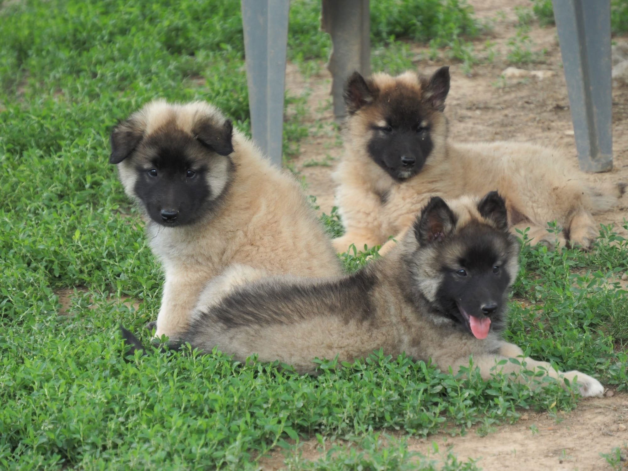Tervuren puppies