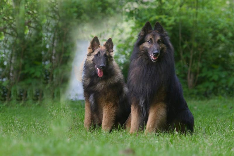 Aftershock Belgian Tervuren