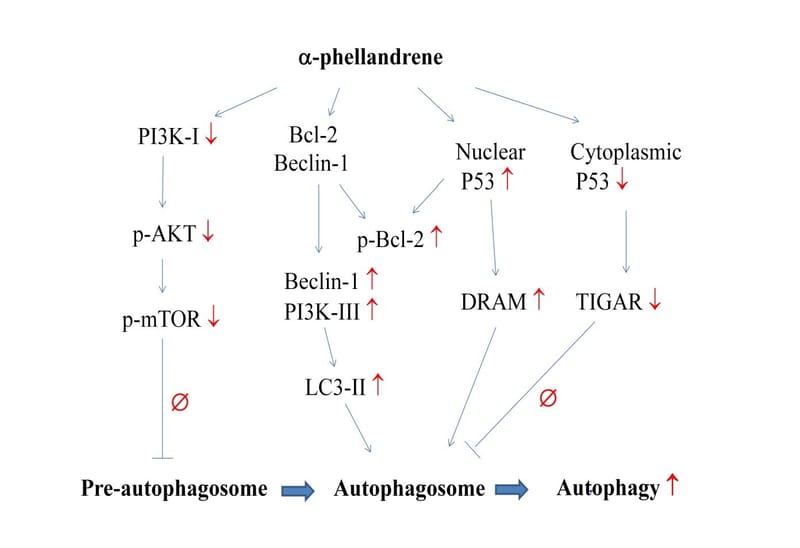 Induction of alpha-phellandrene on autophagy in human liver tumor cells ...