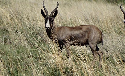 Clint Hunting Safaris - CLINT HUNTING SAFARIS