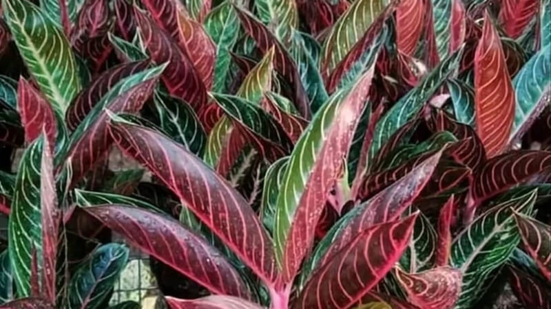 4 oz Red Sumatra - Kratom Costa Rica