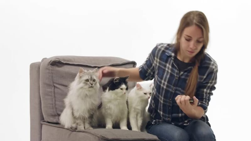 The Savitsky Cats - Performing Cats - Cats for Movies and Commercials