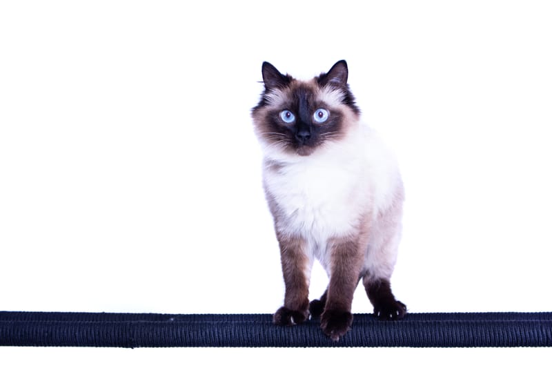 The Savitsky Cats - Performing Cats - Cats for Movies and Commercials