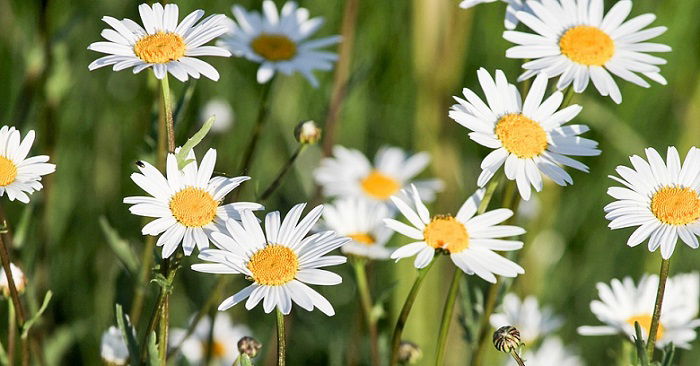 Daisies Flowers Meaning | Best Flower Site
