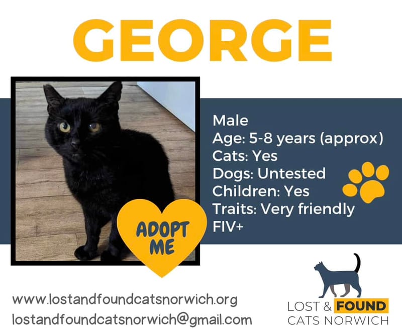Adopt a Cat - Adopt a Cat in Norwich Norfolk UK - Lost and Found Cats ...