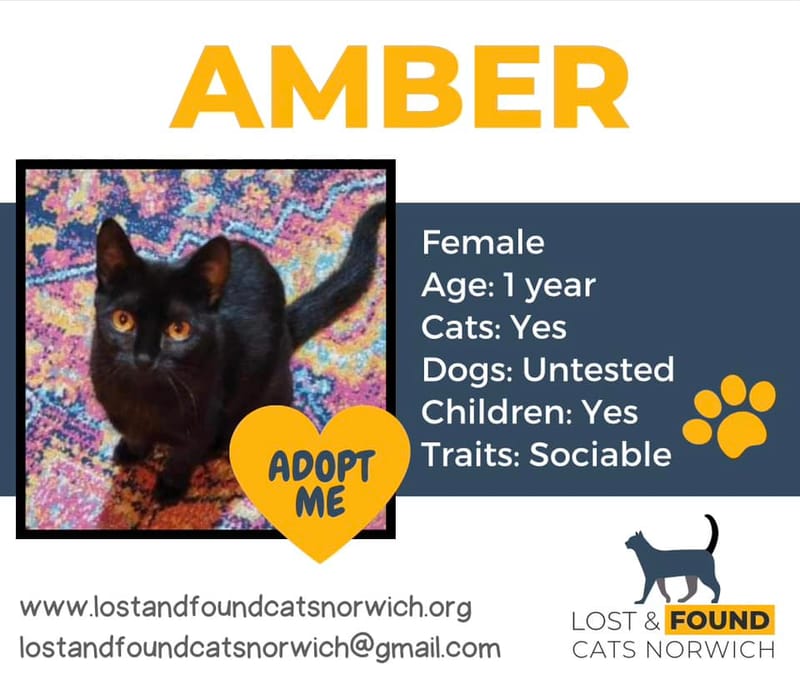 Adopt a Cat - Adopt a Cat in Norwich Norfolk UK - Lost and Found Cats ...