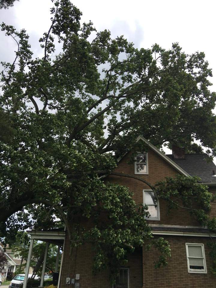 Cunningham & Son's Tree Care