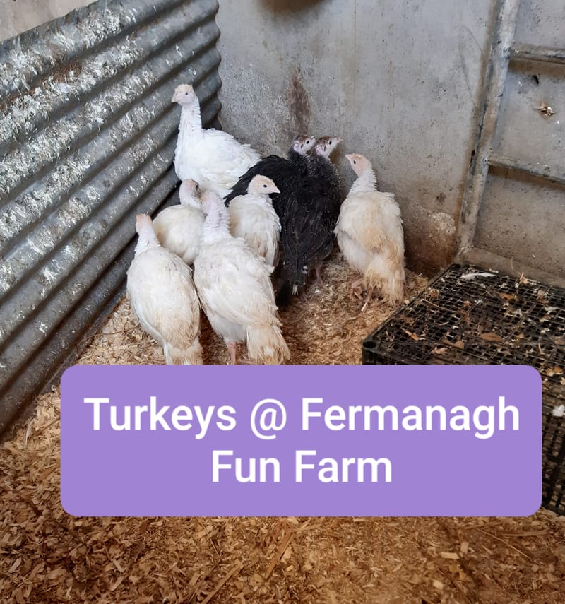 New Arrival Fermanagh Fun Farm