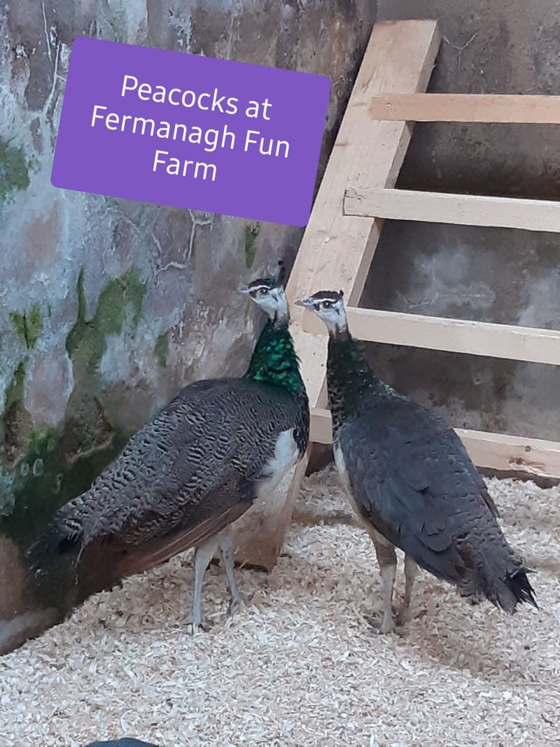 www.fermanaghfunfarm.com