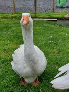 Animals and Activities - Fermanagh Fun Farm