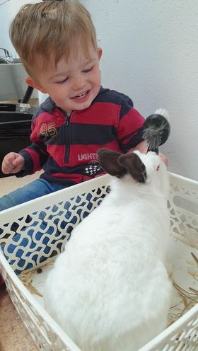 Animals and Activities - Fermanagh Fun Farm