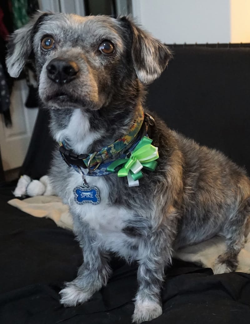 Dr. Patricia Higgins - licensed psychologist - Higgins Counseling ...