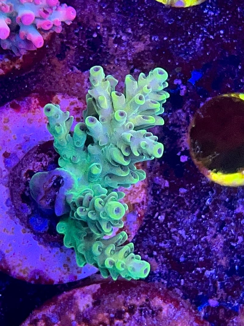 Coralli acquario marino ,vendita online LPS,SPS,MOLLI (RARI)