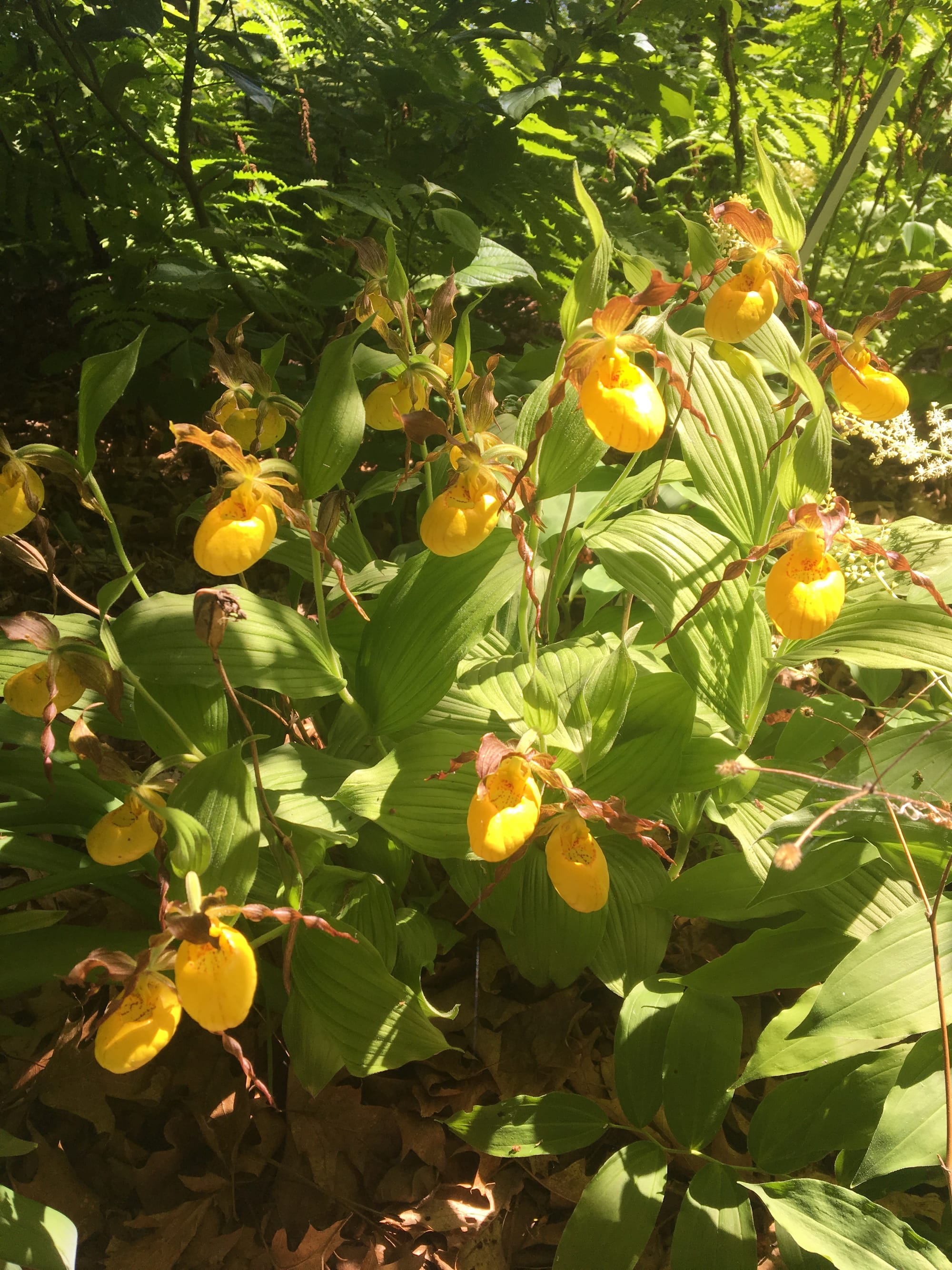 Adney Lake Association, Crow Wing County - Adney Lake Association Crow ...