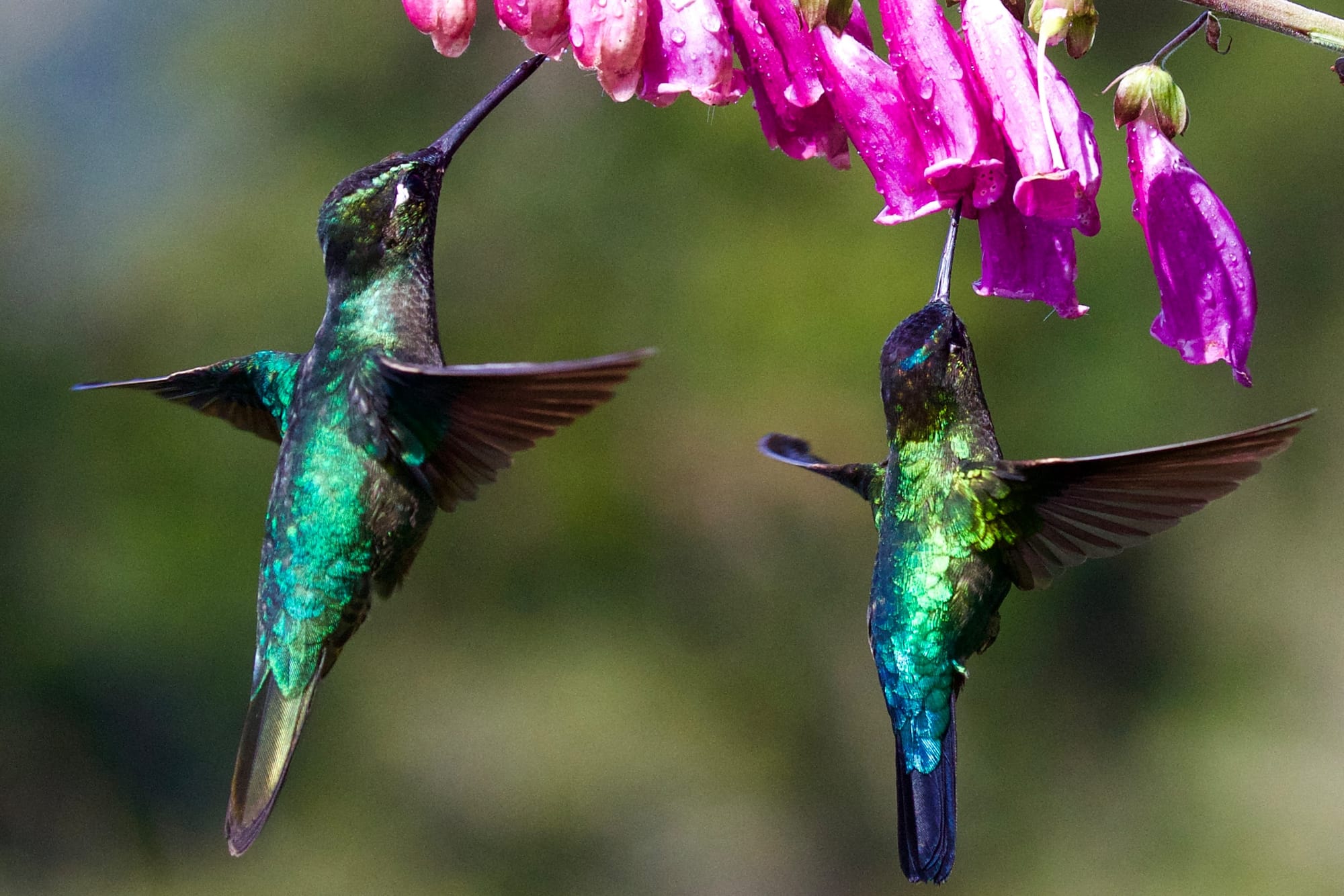 Feeding Hummingbirds - Adney Lake Association, Crow Wing County