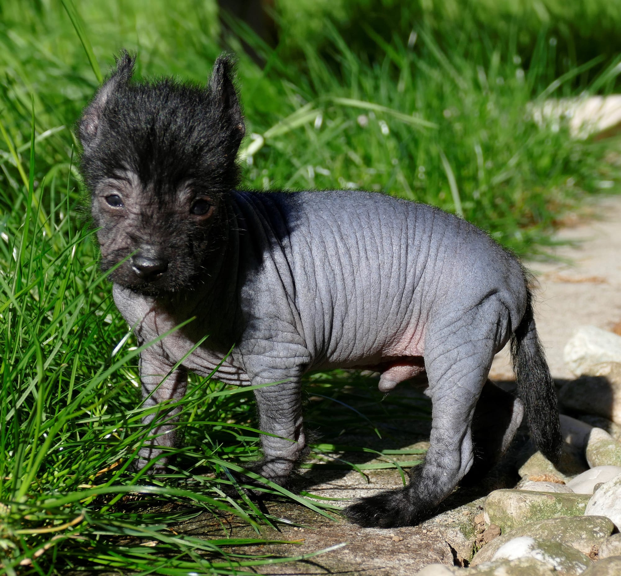Xoloitzcuintle of Xochiquetzal's Paradise