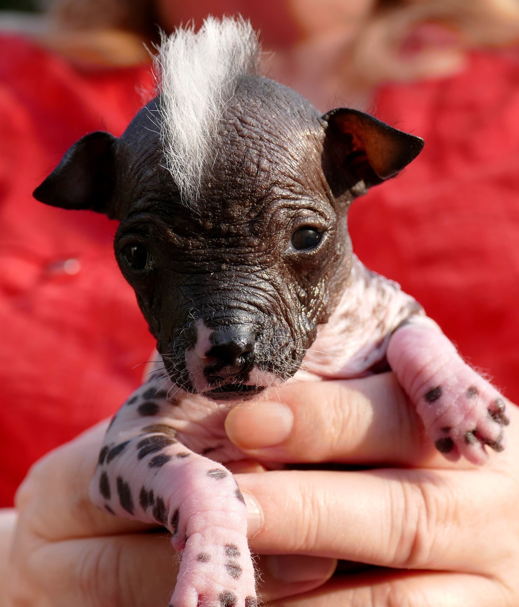 Xoloitzcuintle of Xochiquetzal's Paradise