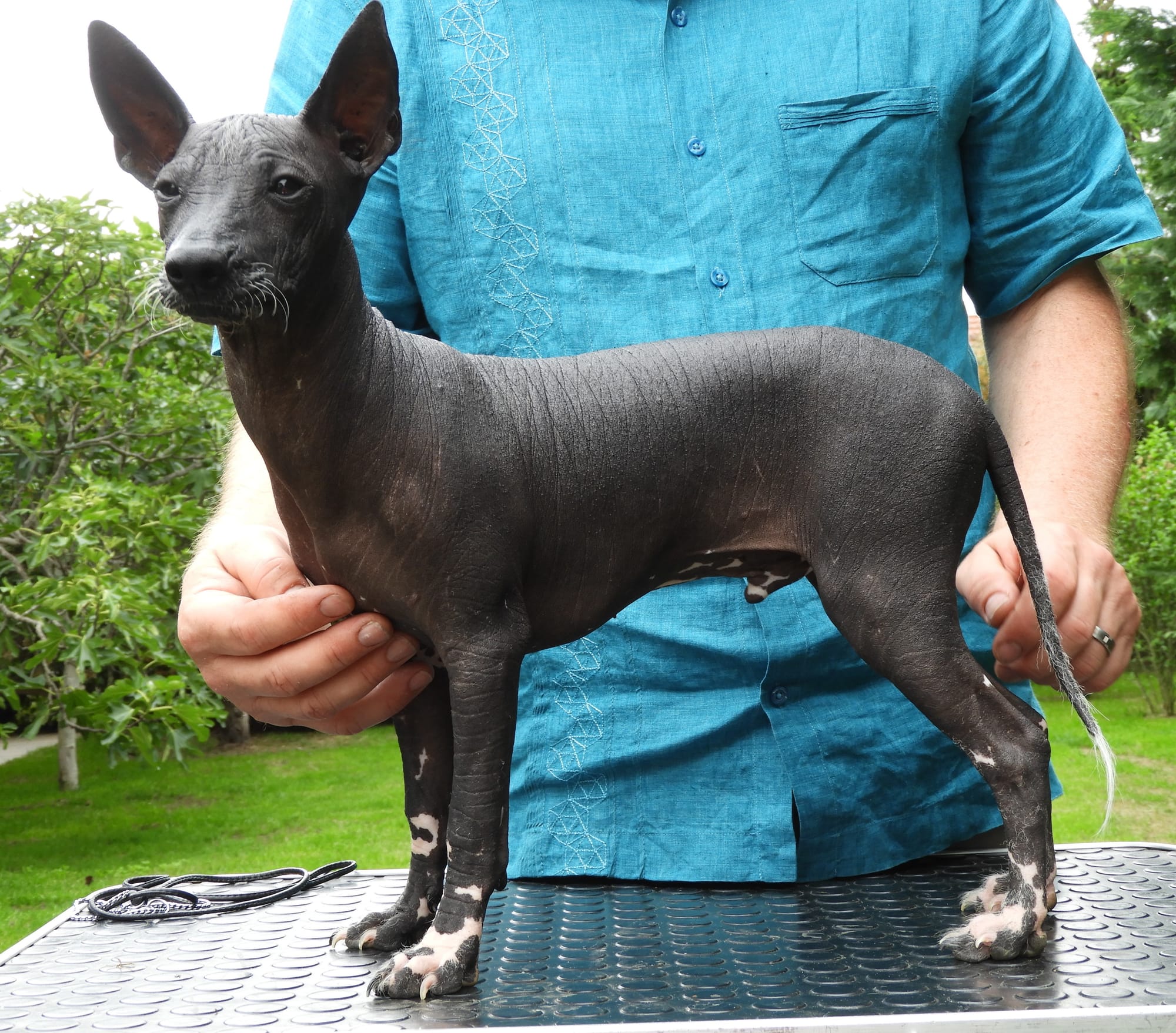 Xoloitzcuintle of Xochiquetzal's Paradise